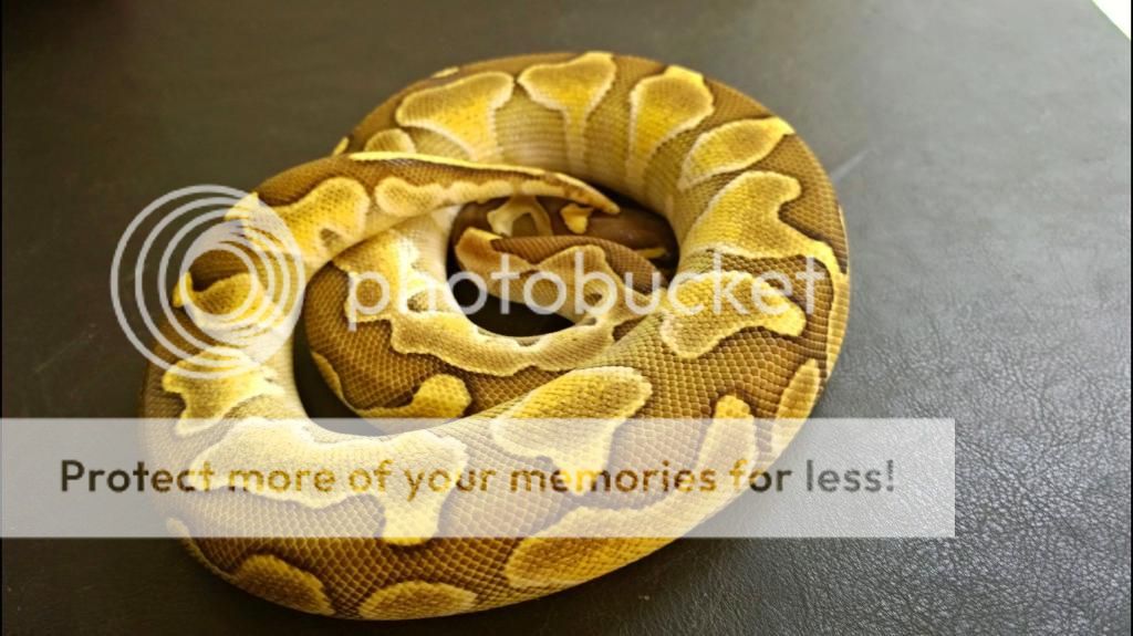 Amazing female lesser royal Python | Reptile Forums